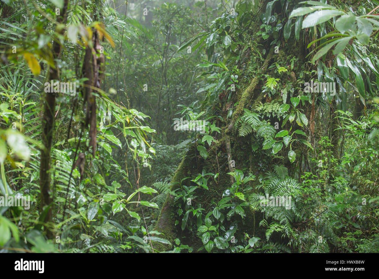 The jungle landscape Stock Photo - Alamy