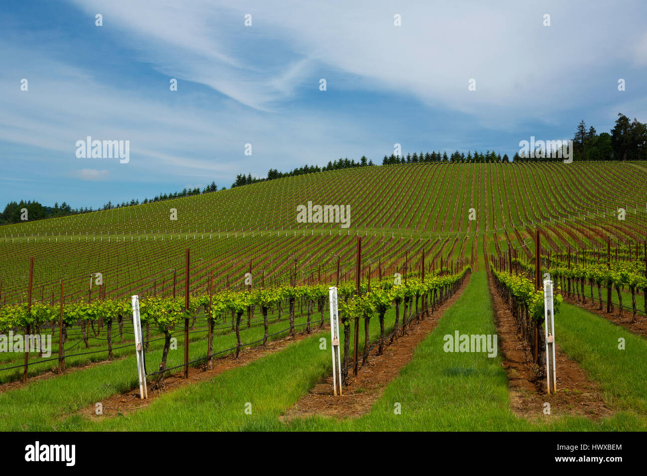 Vineyards in the spring in the Willamette Valley of Oregon. USA Stock ...
