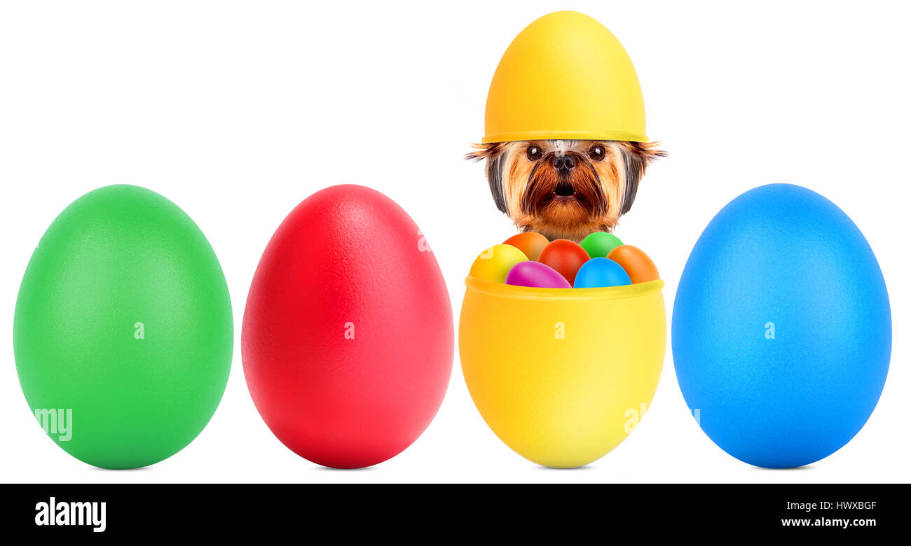 Funny dogs in easter hi-res stock photography and images - Alamy