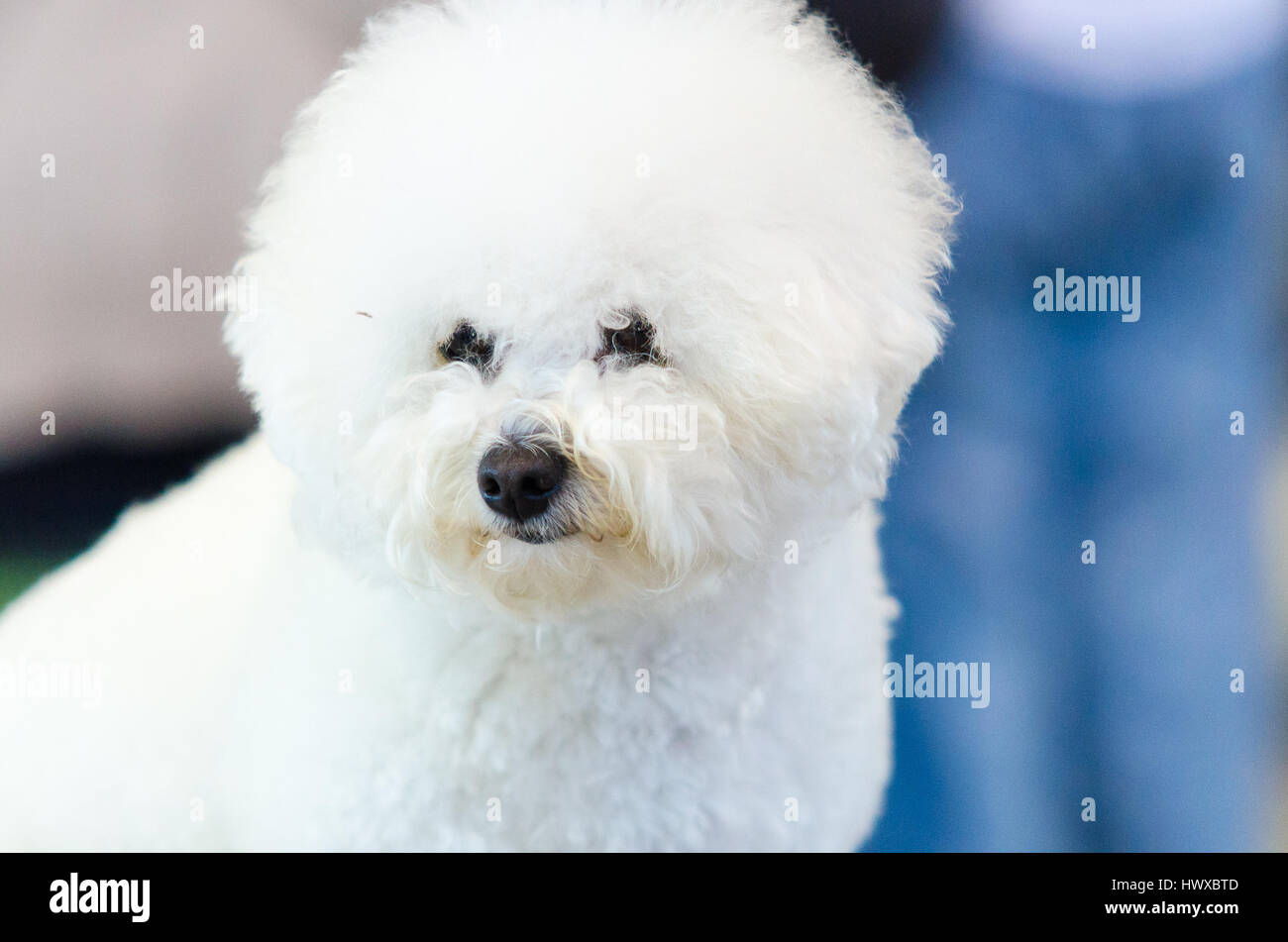 Purebred white Bichon Frise dog Stock Photo - Alamy