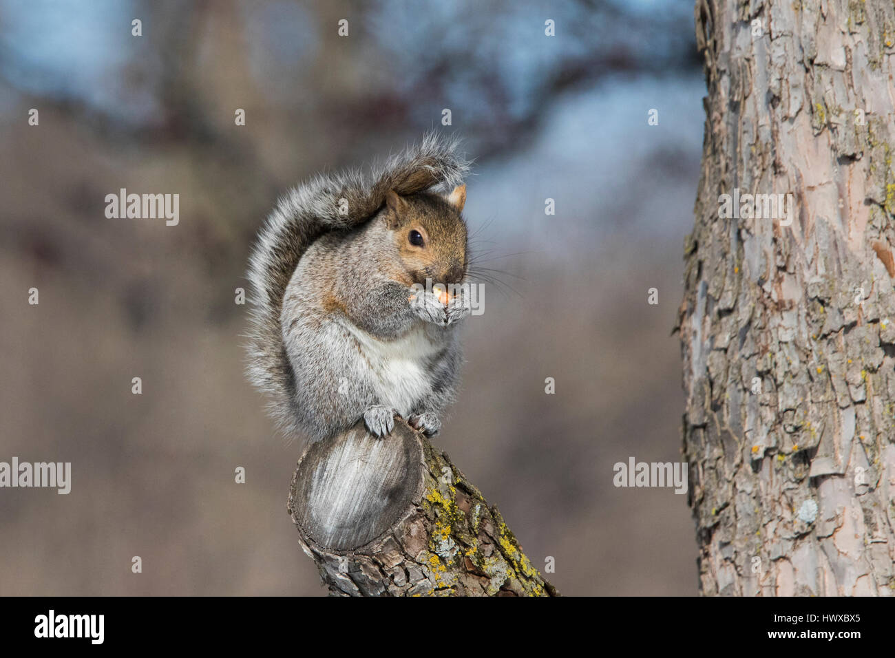 Grey squirrel branch running hi-res stock photography and images - Alamy