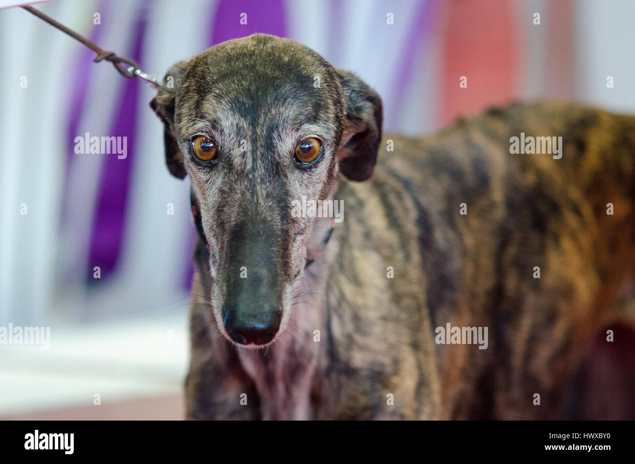 Portrait of a sad dog Greyhound Stock Photo - Alamy