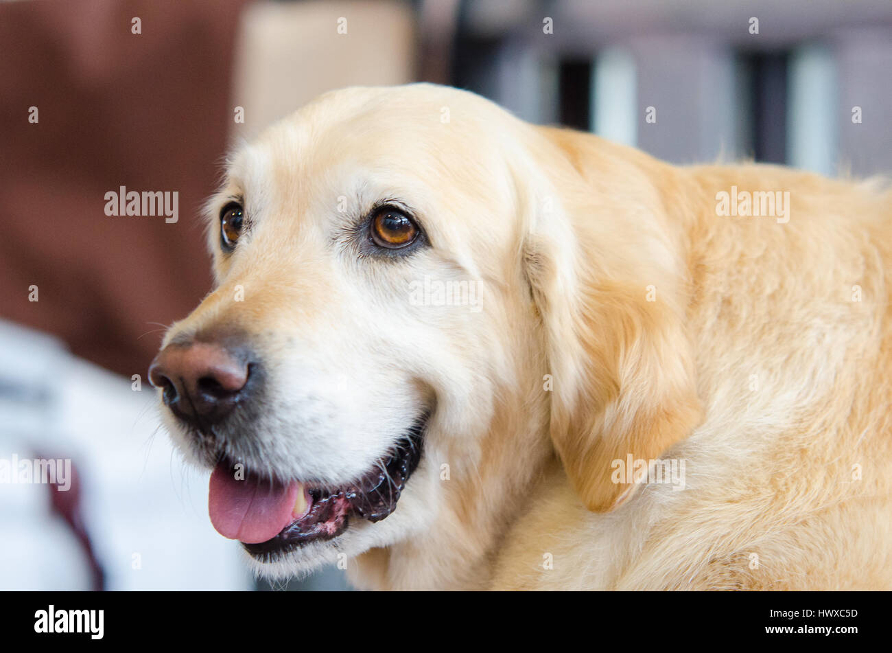 Gold labrador hi-res stock photography and images - Alamy
