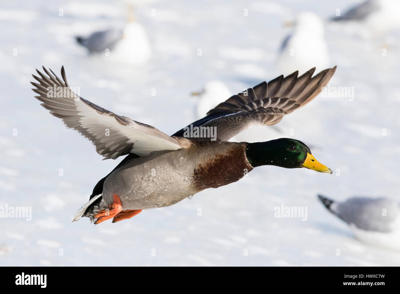 Mallard flight landing pair hi-res stock photography and images - Alamy