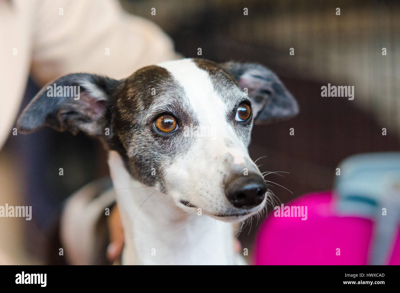 Whippet close up hi-res stock photography and images - Alamy