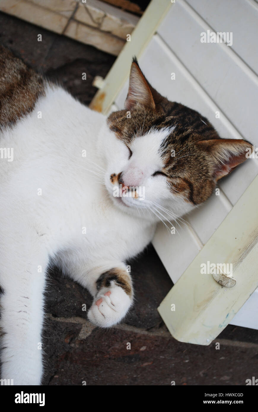 White spots on head hi-res stock photography and images - Alamy