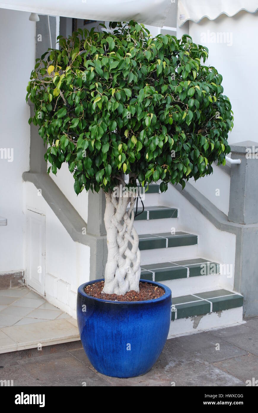 Ficus benjamina with braided stem growth in the blue pot Stock Photo ...
