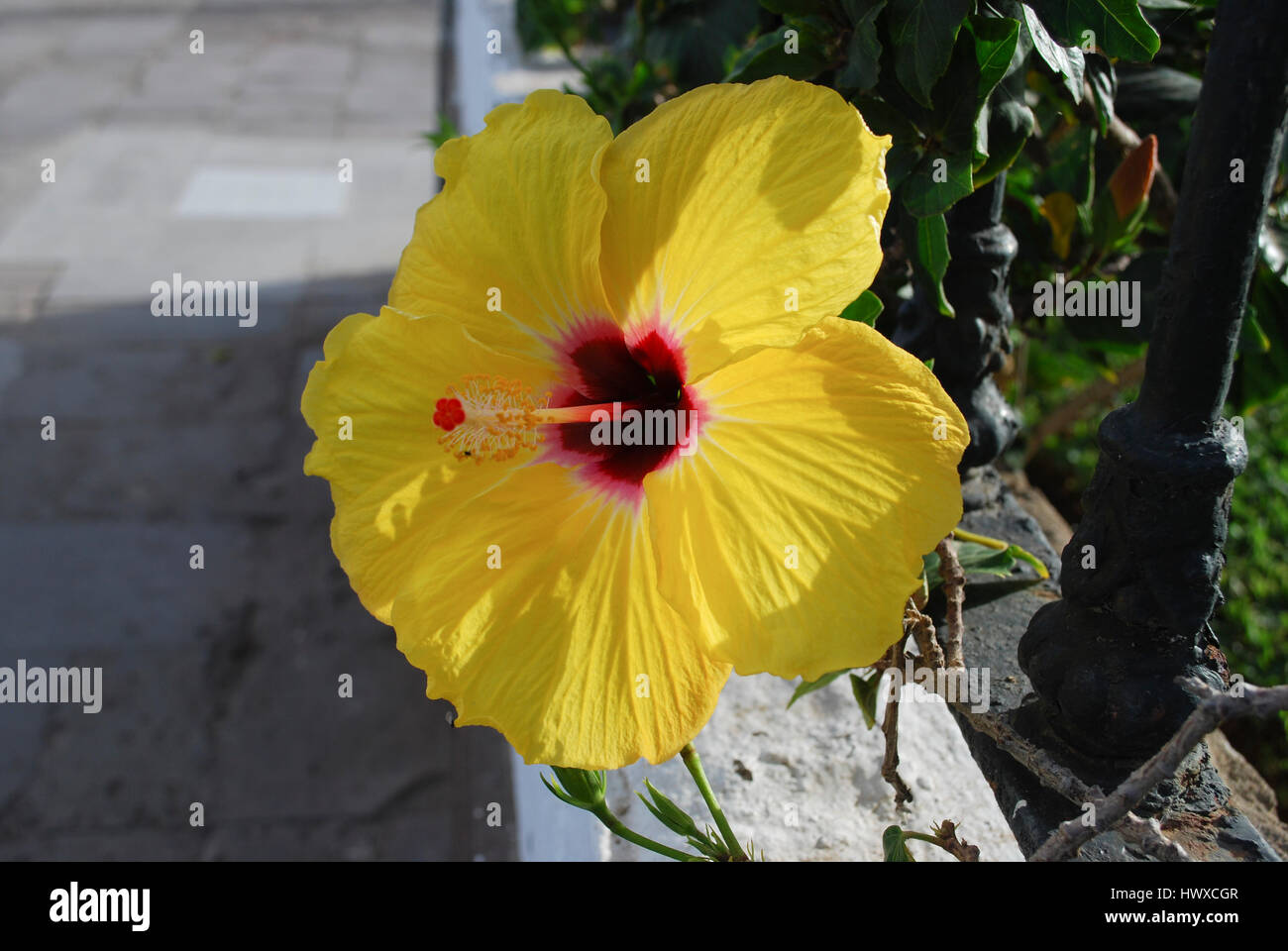 Hibiscus flower center macro hi-res stock photography and images - Alamy