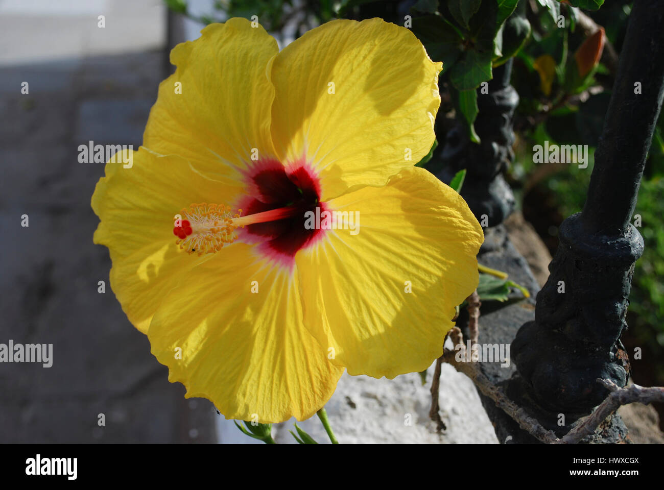 Red rose yellow center garden hi-res stock photography and images - Alamy