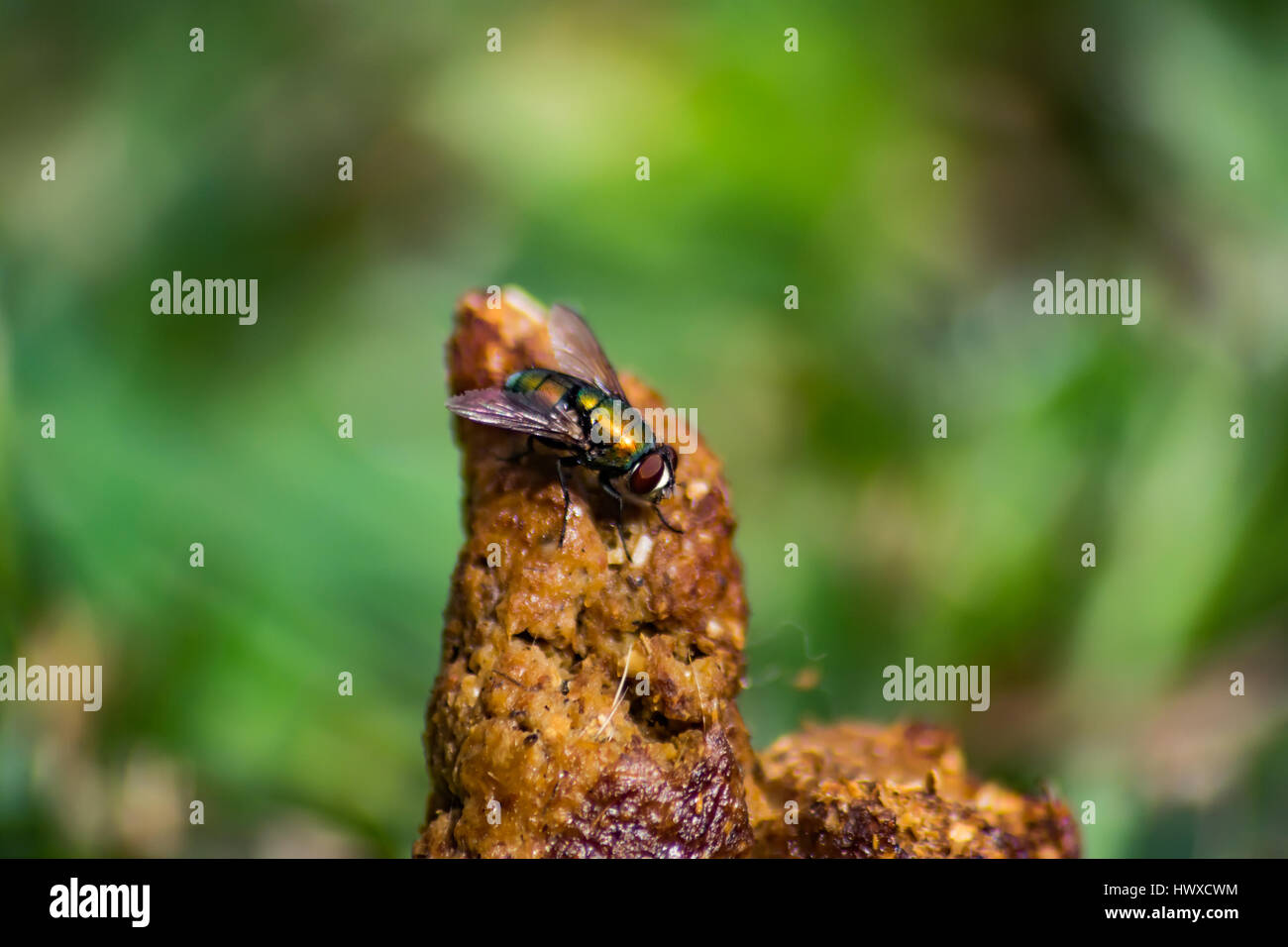 Bottle Fly sitting on Jackal Feces Stock Photo - Alamy