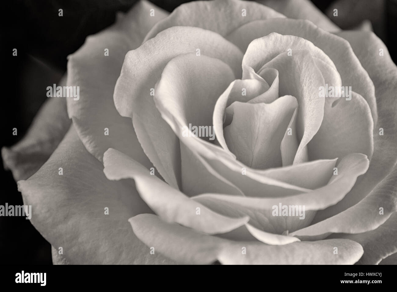 Low key monochrome hi-res stock photography and images - Alamy