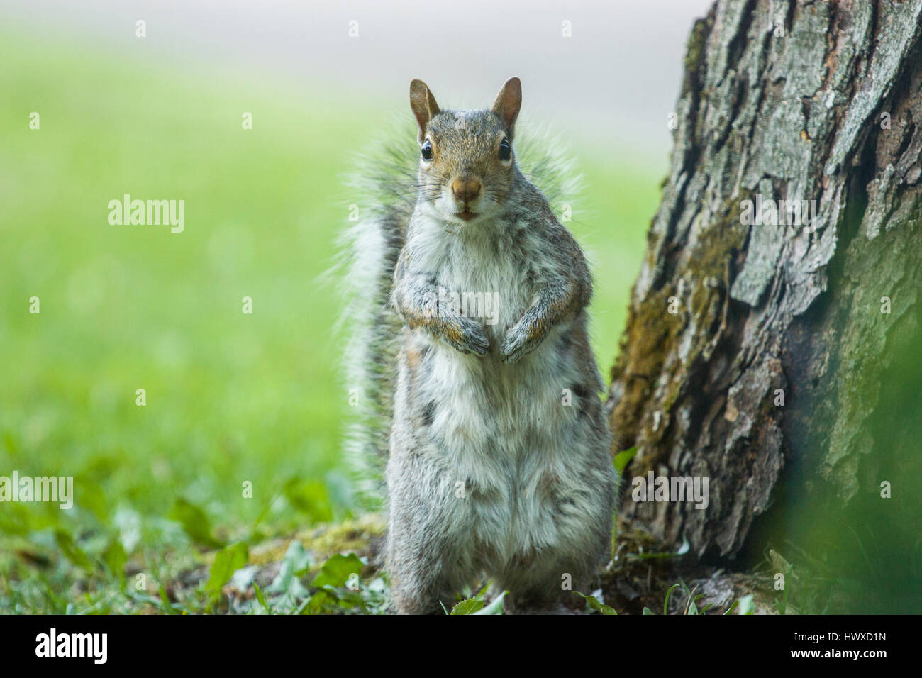 Ground squirrel standing on 2 feet Stock Photo - Alamy
