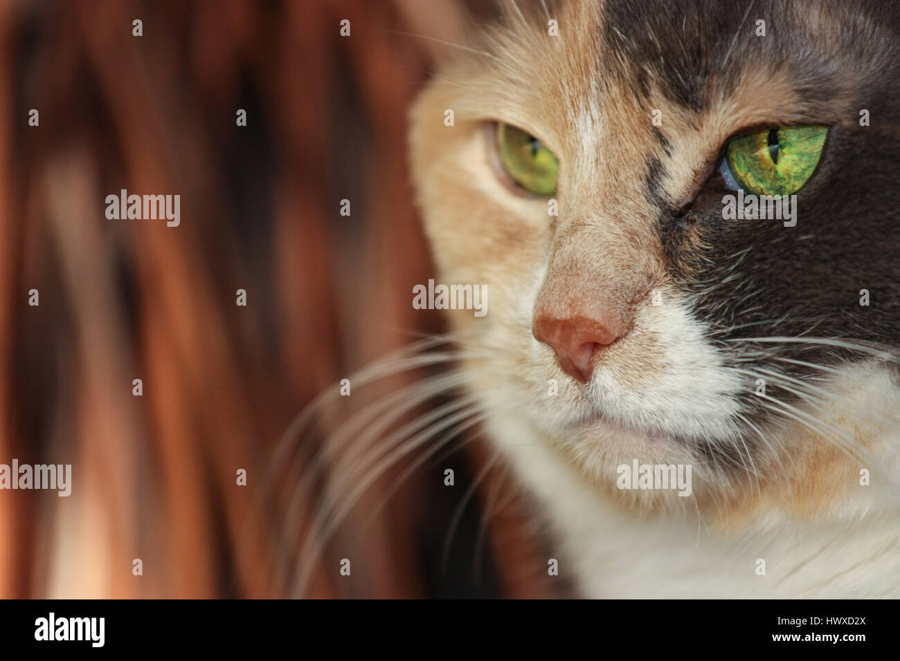 portrait of a three colored cat Stock Photo - Alamy