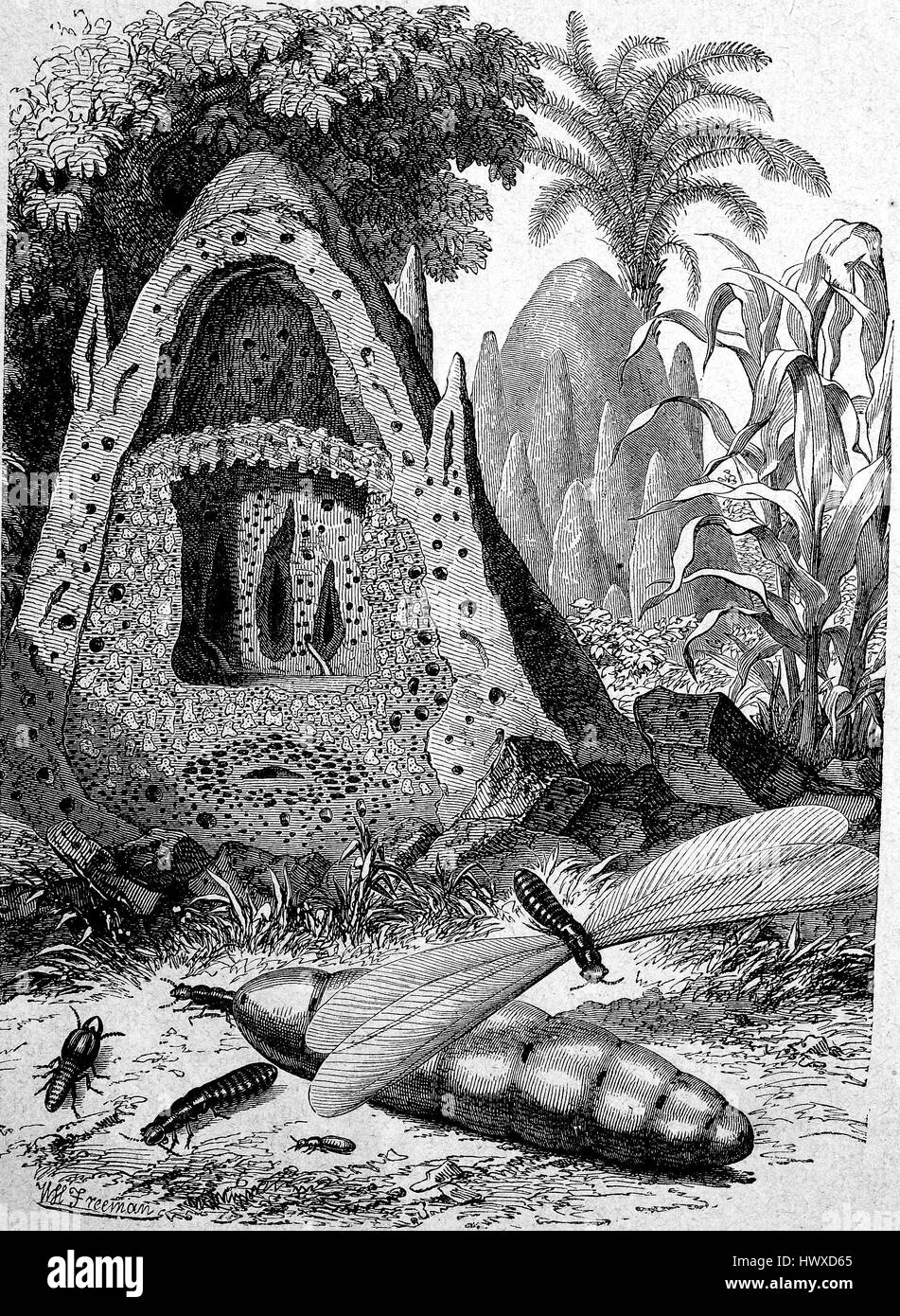 An ant hill, construction of the South African ants, South Africa ...