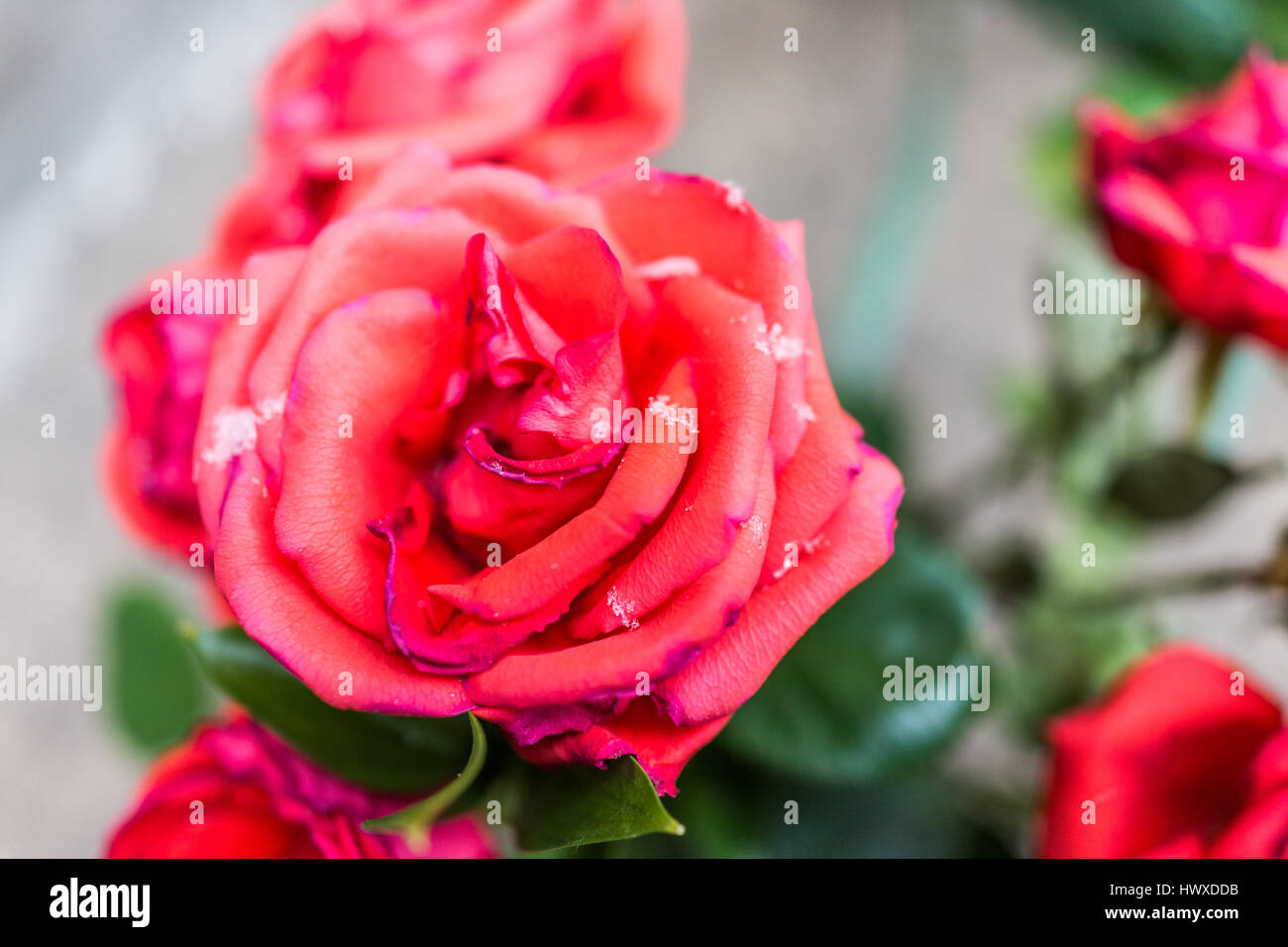 Macro closeup of snow flakes on red rose Stock Photo - Alamy