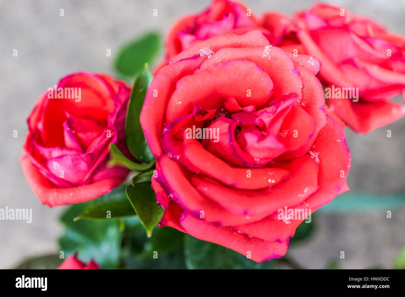 Flakes rose hi-res stock photography and images - Alamy