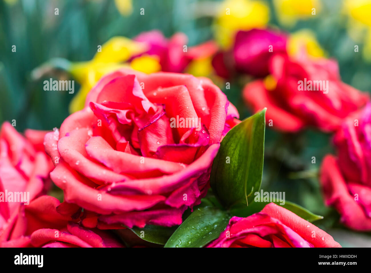 Macro closeup of snow flakes on red rose Stock Photo - Alamy