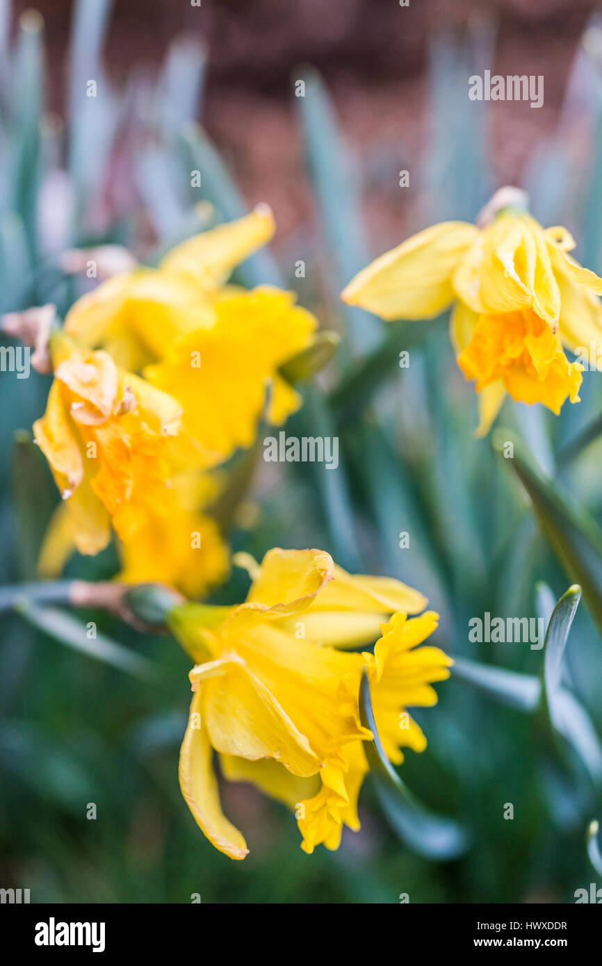Dying daffodils hi-res stock photography and images - Alamy