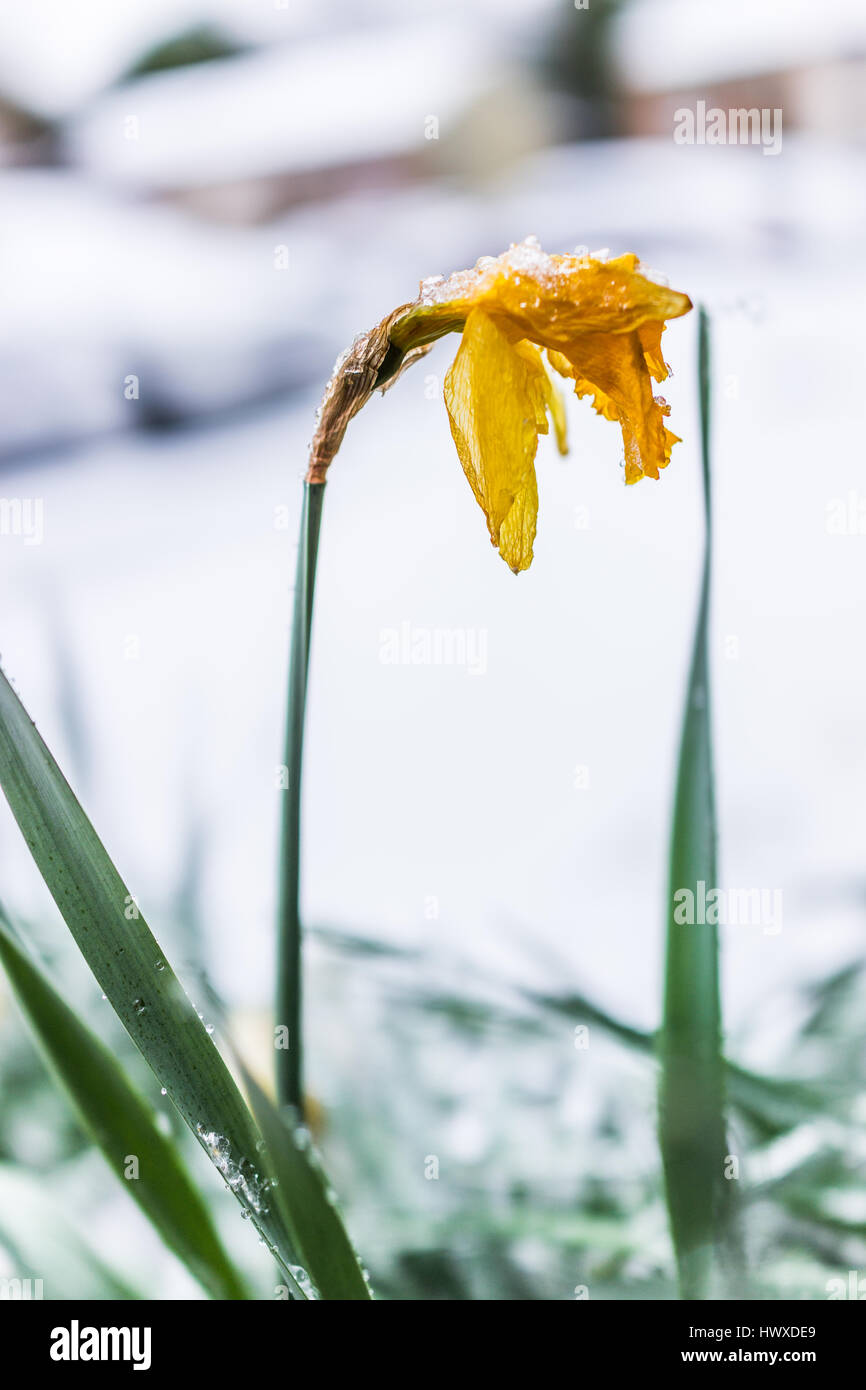 Dead daffodil flower hi-res stock photography and images - Alamy