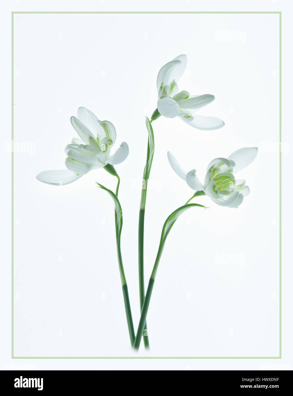 Snowdrop art hi-res stock photography and images - Alamy
