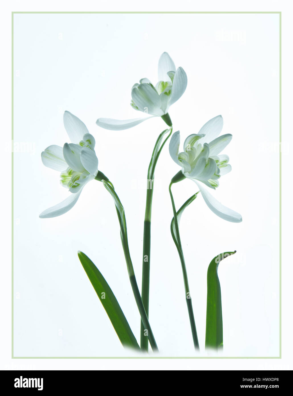 Snowdrop art hi-res stock photography and images - Alamy