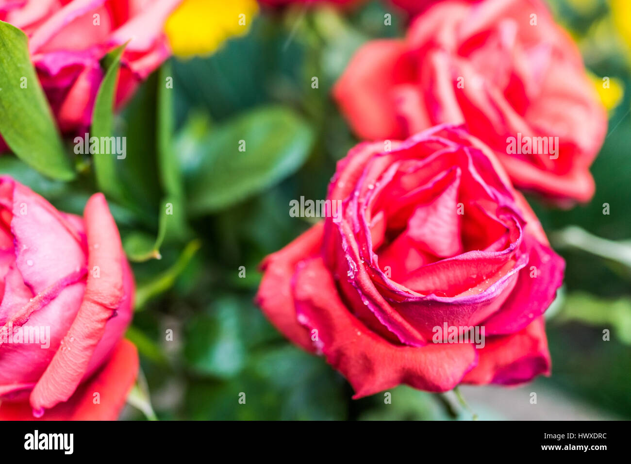 Red rose and water drops macro hi-res stock photography and images - Alamy