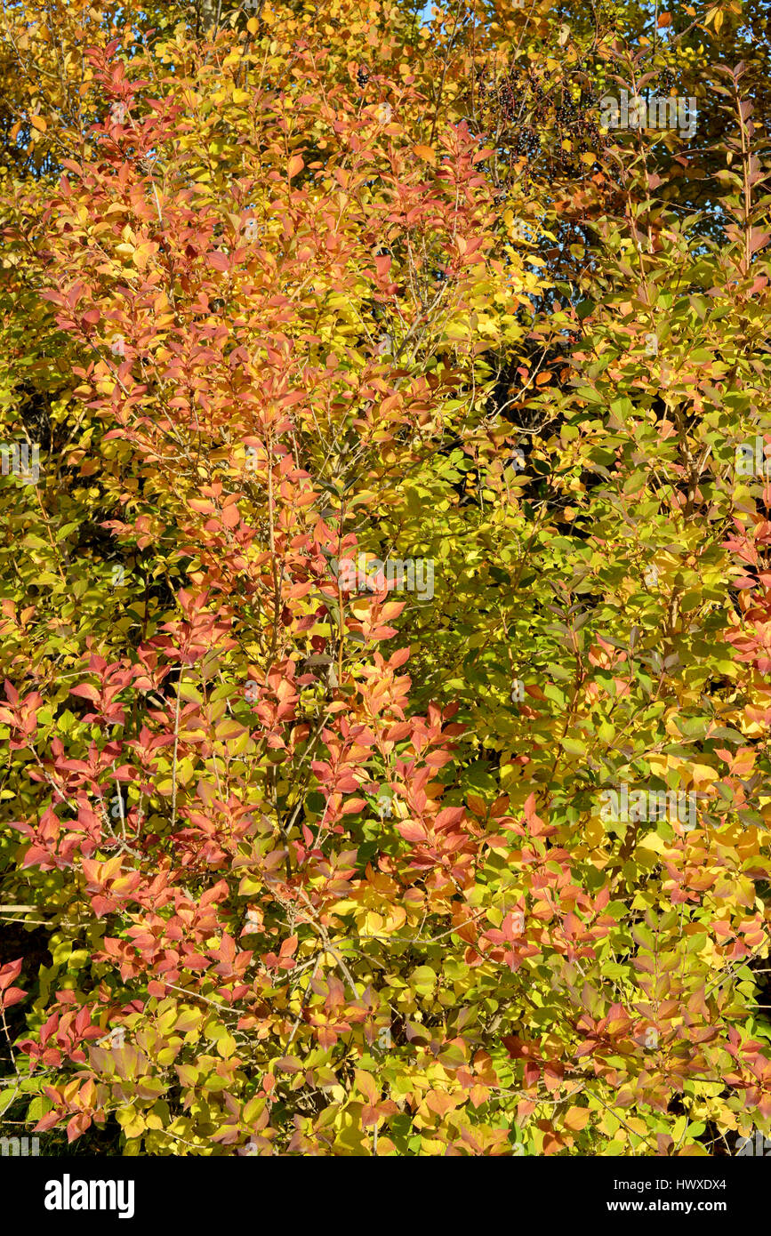 Saskatoon Fall Colors High Resolution Stock Photography and Images - Alamy