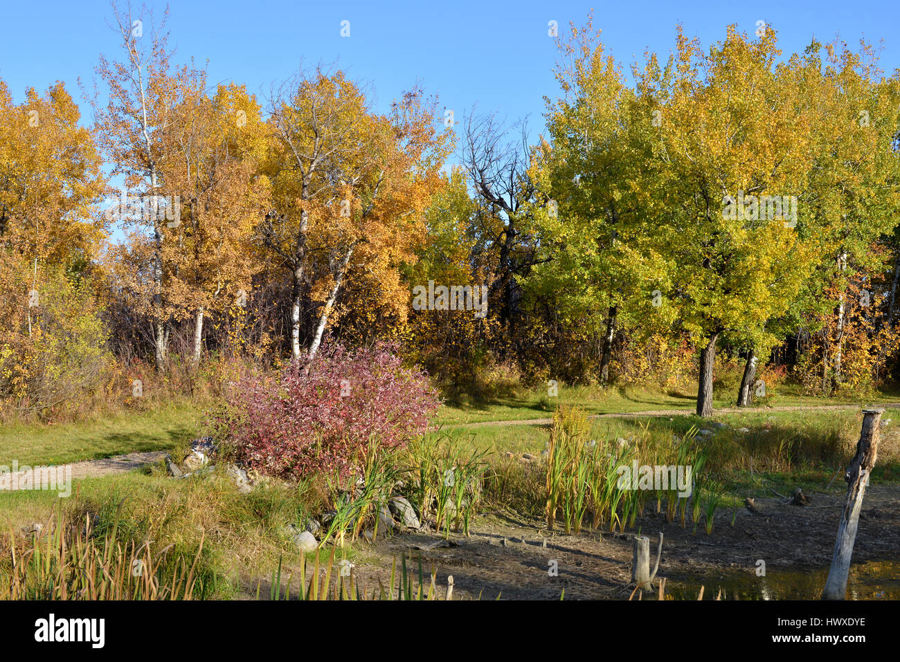 Saskatoon fall colors hi-res stock photography and images - Alamy