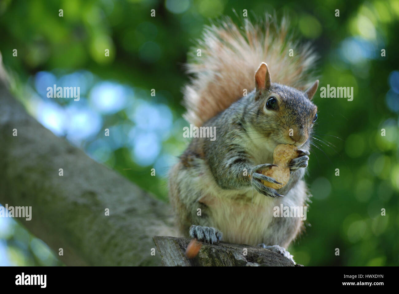 Cute squirrel sitting on a tree branch with a peanut Stock Photo - Alamy