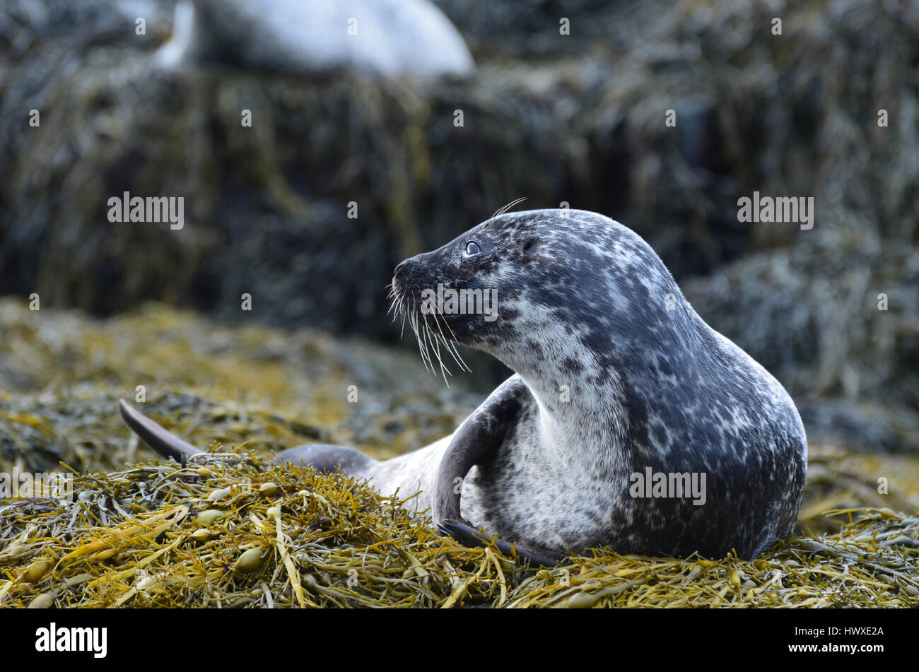 Bunch of seals hi-res stock photography and images - Alamy