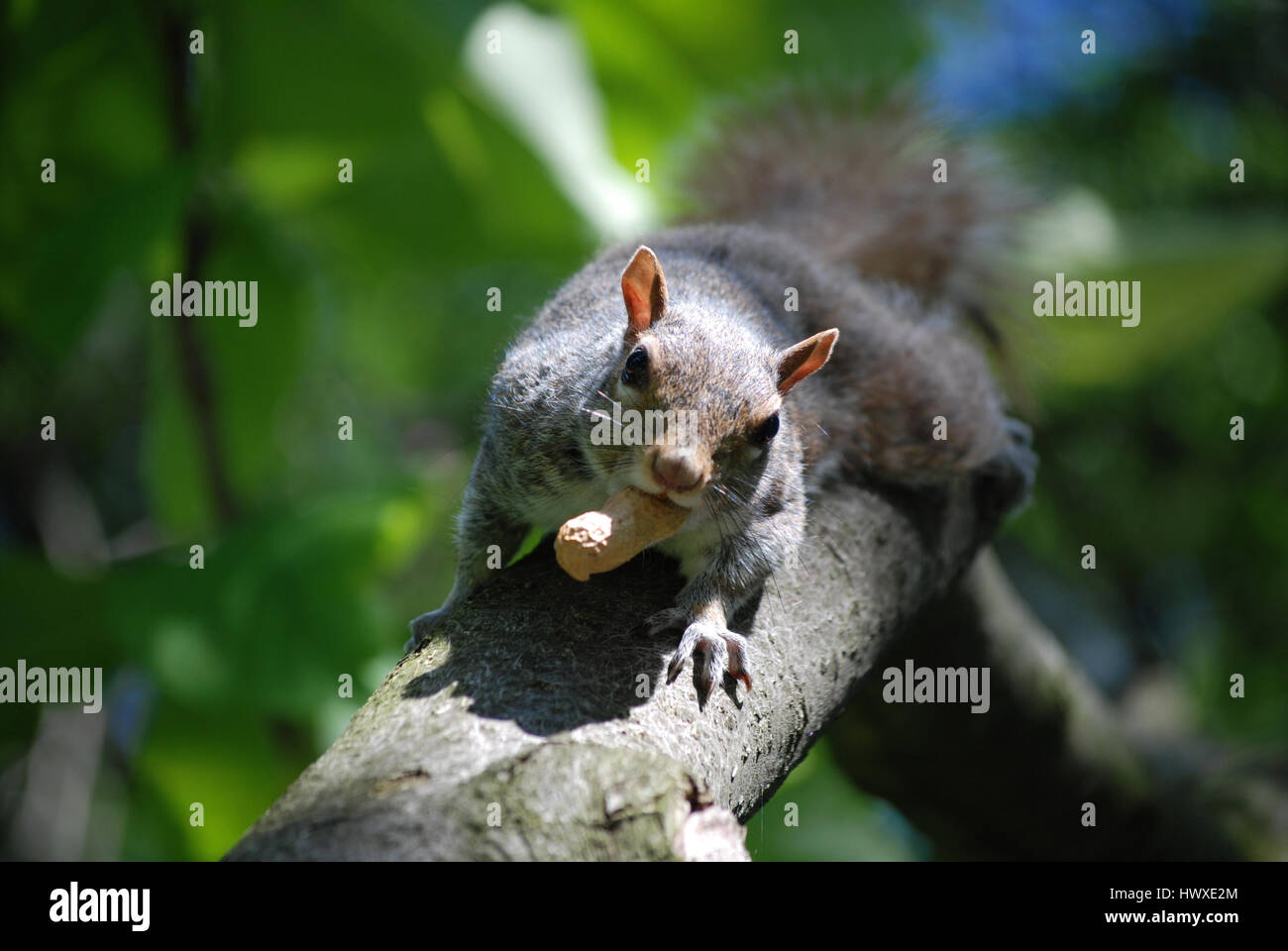Adorable squirrel running down a tree branch Stock Photo - Alamy