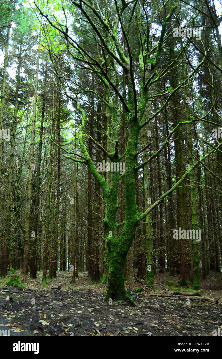 Lush green moss on a tree in Duvegan forest in Scotland Stock Photo - Alamy