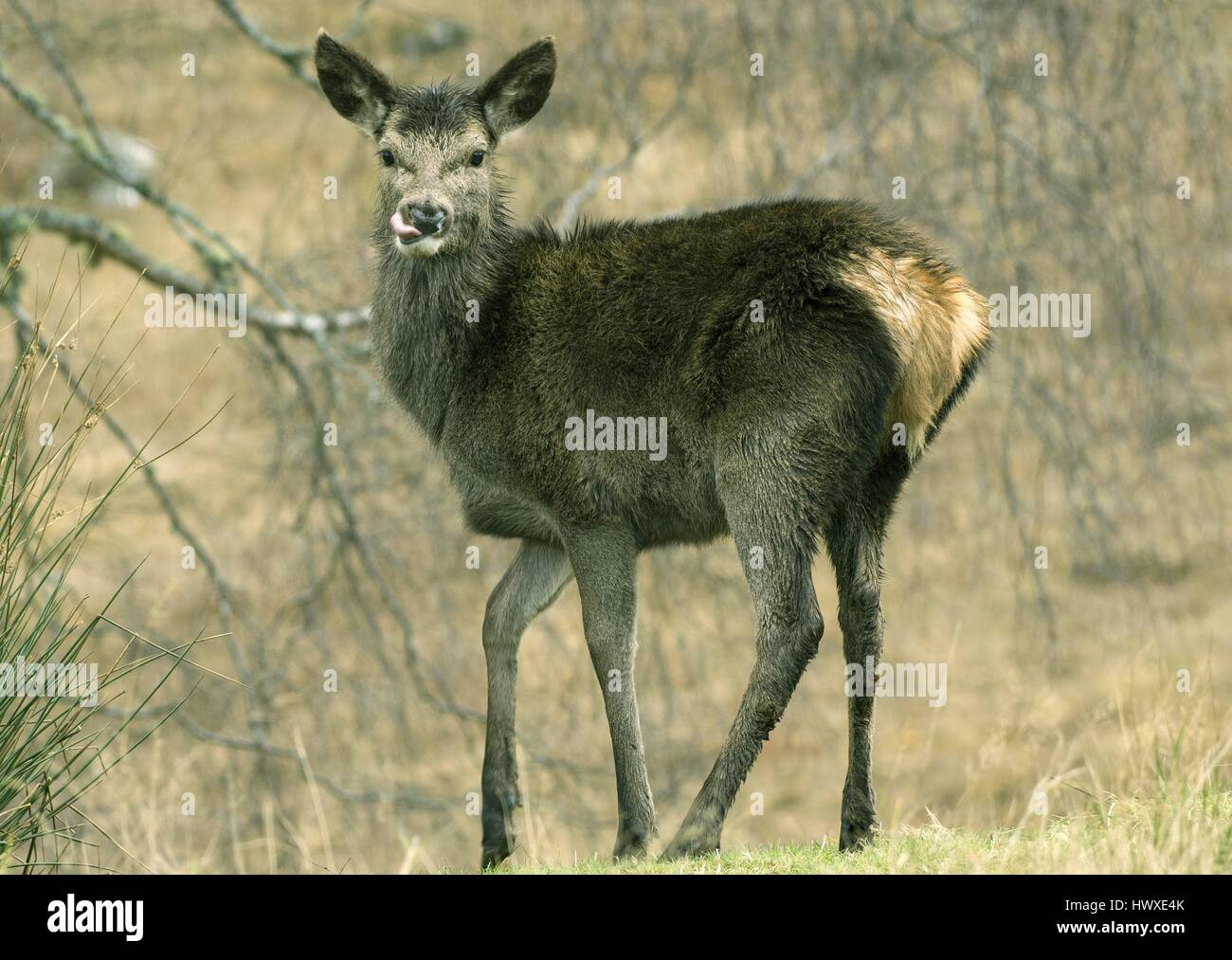 Female wild red deer Stock Photo - Alamy