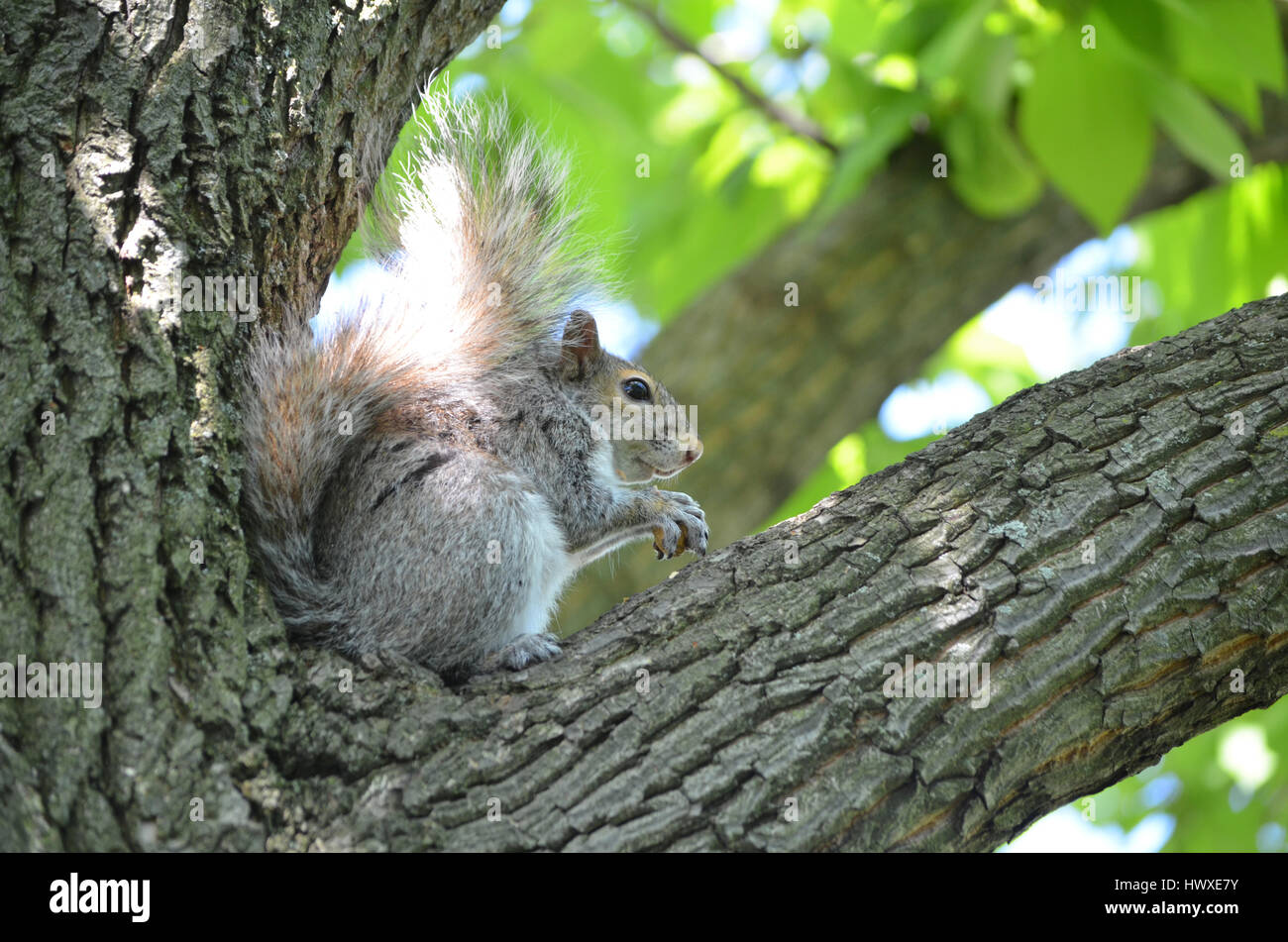 Great looking grey squirrel sitting in a tree Stock Photo - Alamy