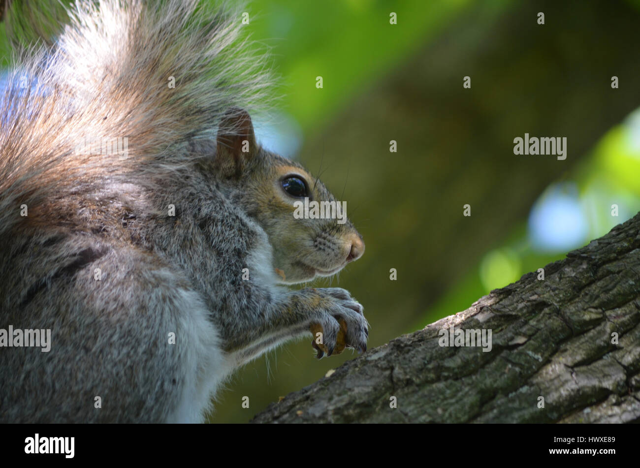 Fluffy grey squirrel sitting on a tree branch Stock Photo - Alamy