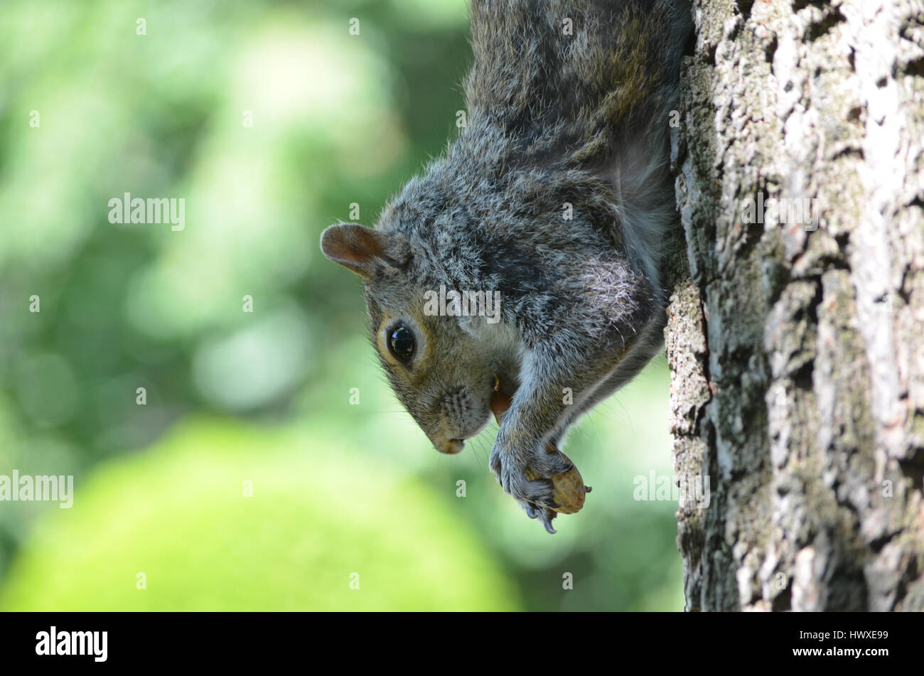 Cute grey squirrel running down a tree in nature Stock Photo - Alamy
