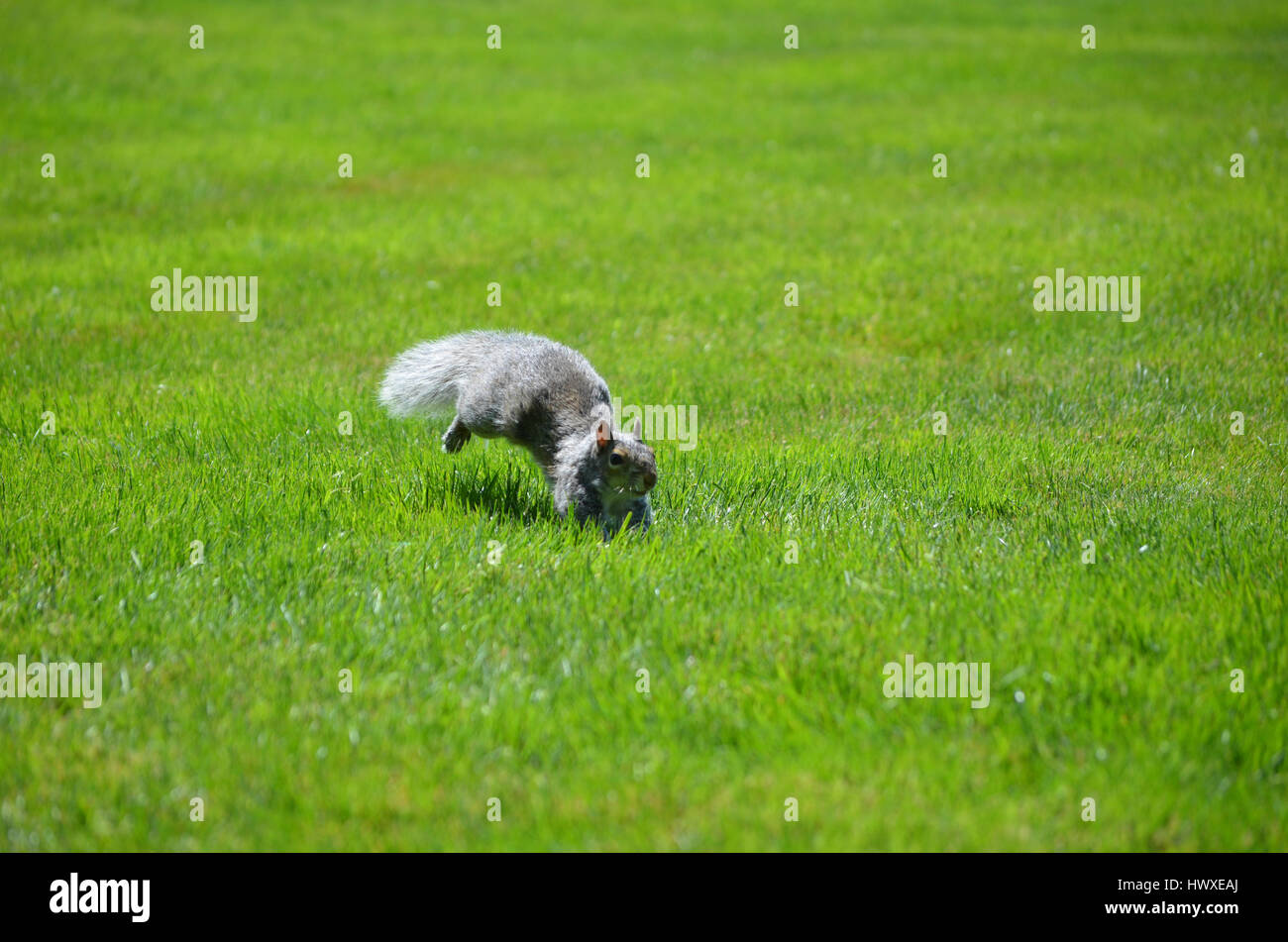 Adorable grey squirrel running and jumping through thick green grass ...