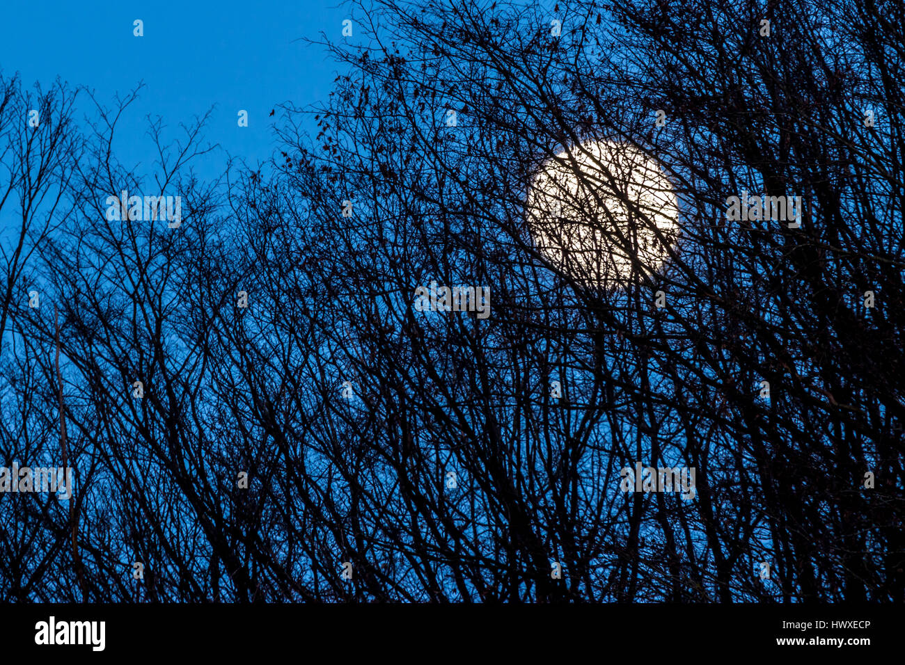 Full moon dusk pine hi-res stock photography and images - Alamy