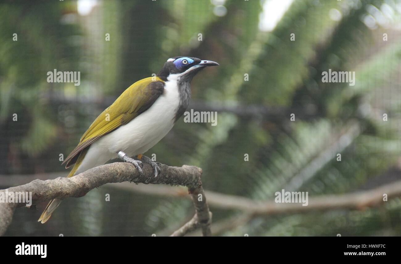 Blue-faced honeyeater bird at Tampa Zoo Stock Photo - Alamy