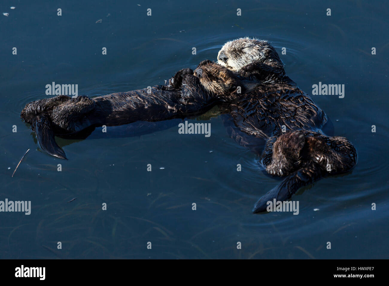 Mother sea hi-res stock photography and images - Alamy