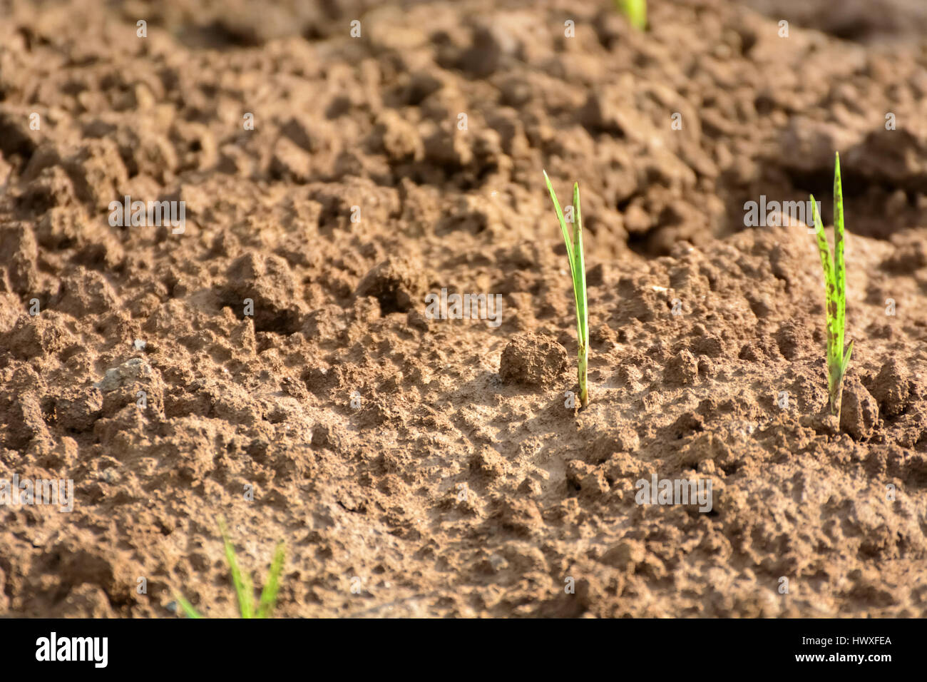 Red dirty soil background Stock Photo - Alamy