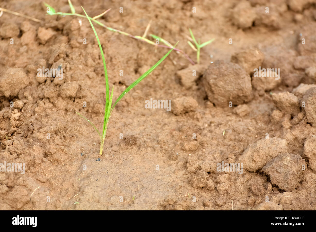 Red dirty soil background Stock Photo - Alamy