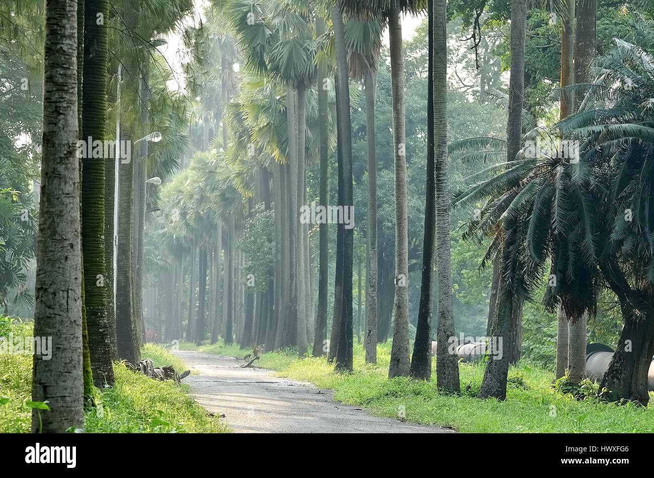 Road through a rain forest Stock Photo - Alamy