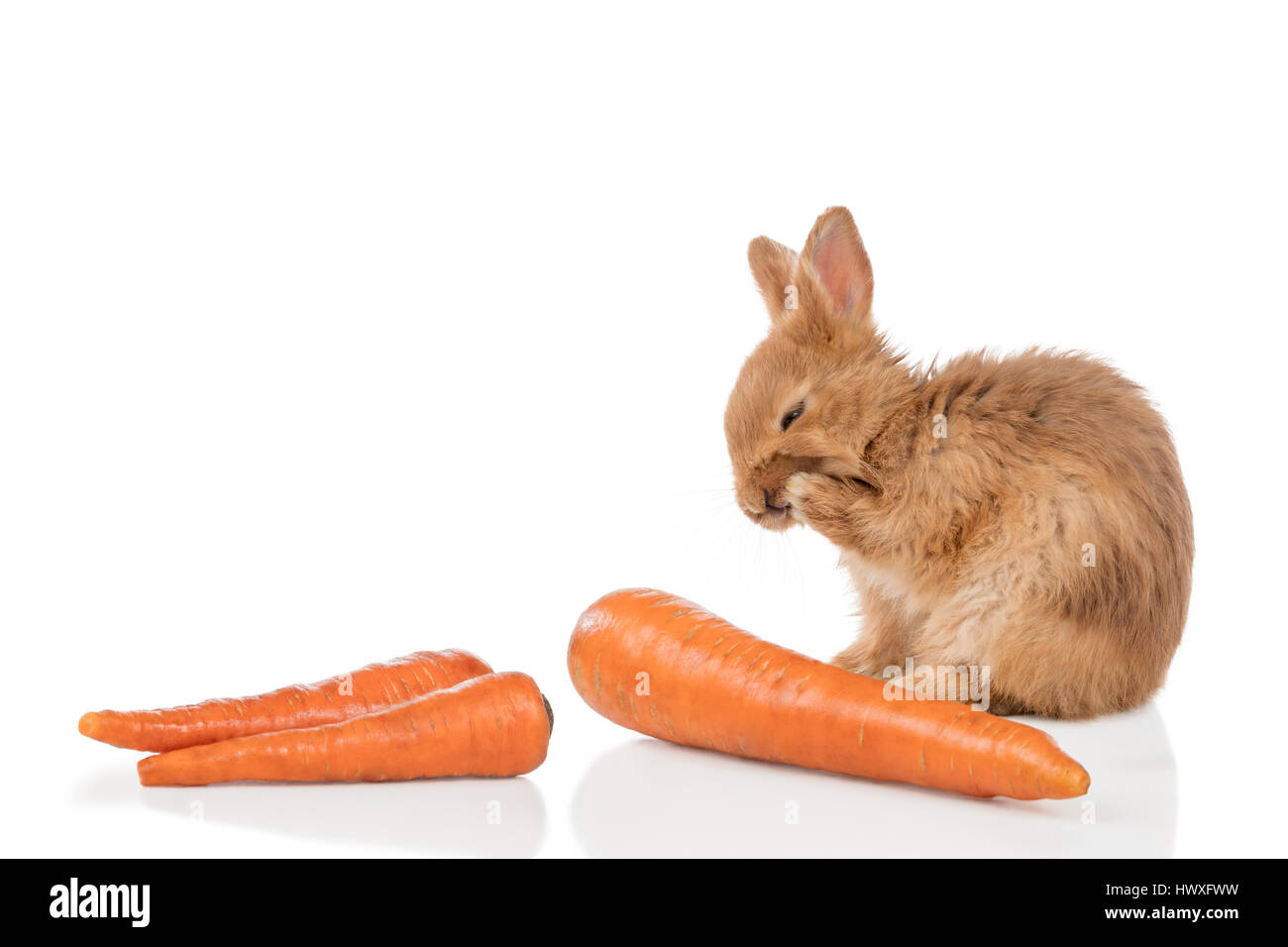 Red bunny and carrots Stock Photo - Alamy