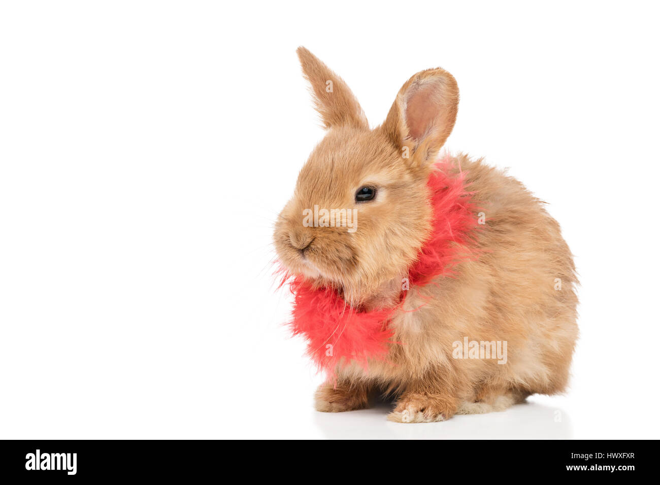 Portrait of a small beautiful red rabbit Stock Photo - Alamy