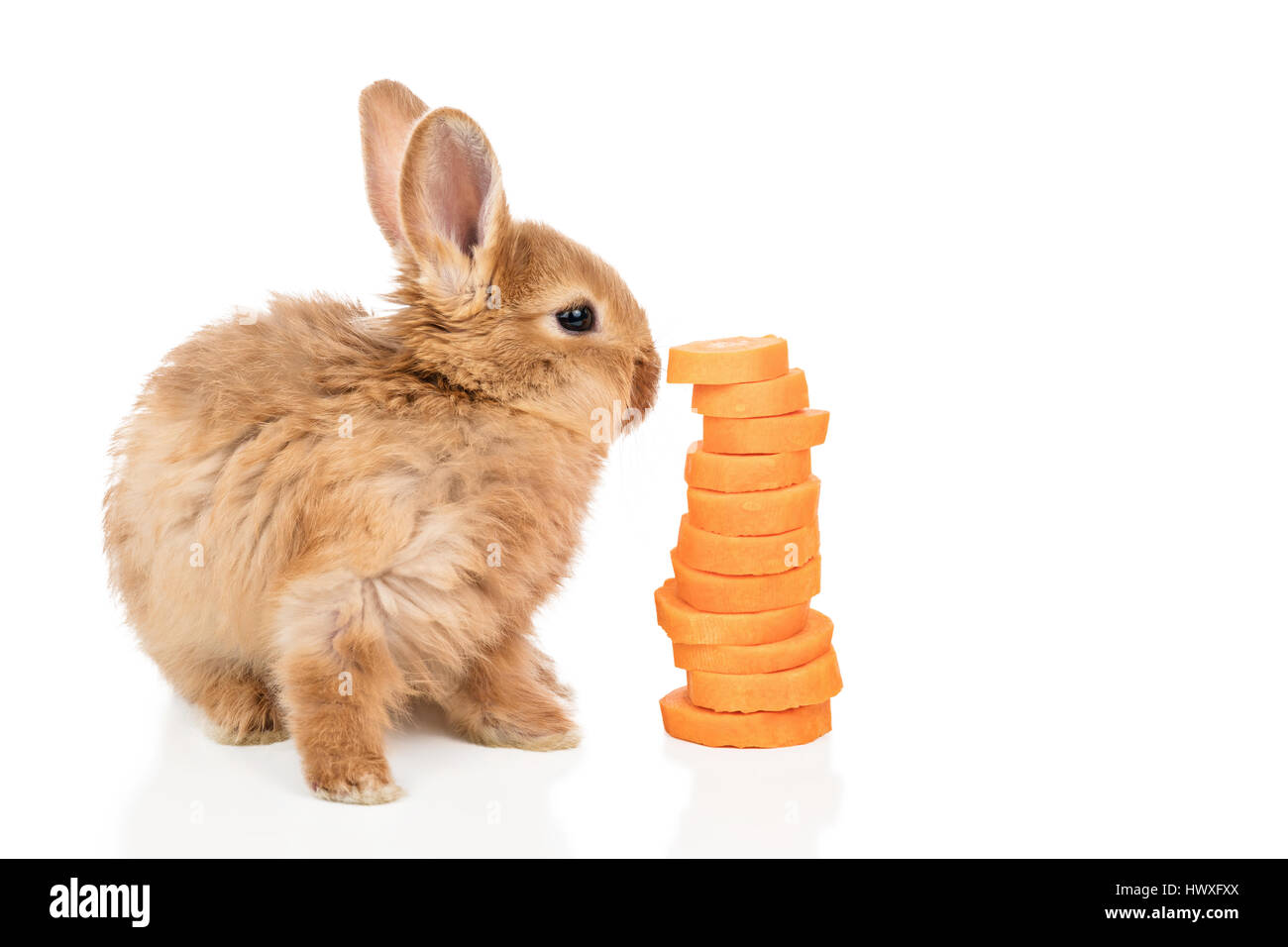 Rabbit sniffing Cut Out Stock Images & Pictures - Alamy