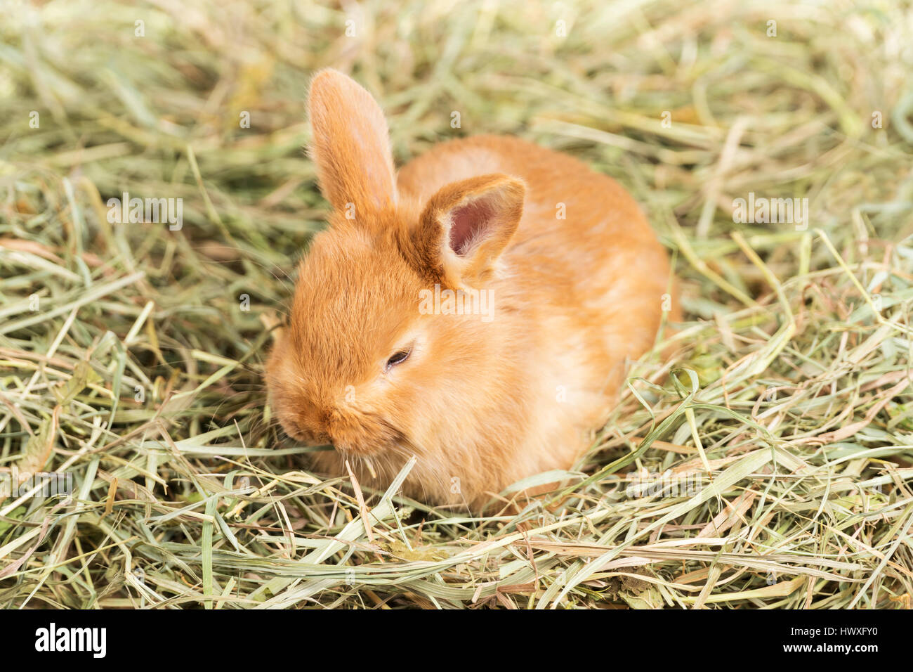 Red-headed rabbit in the hay Stock Photo - Alamy