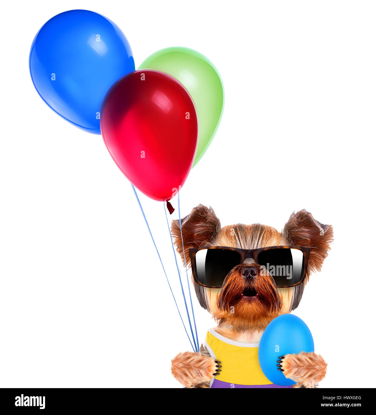 Funny dogs with egg and balloons Stock Photo - Alamy