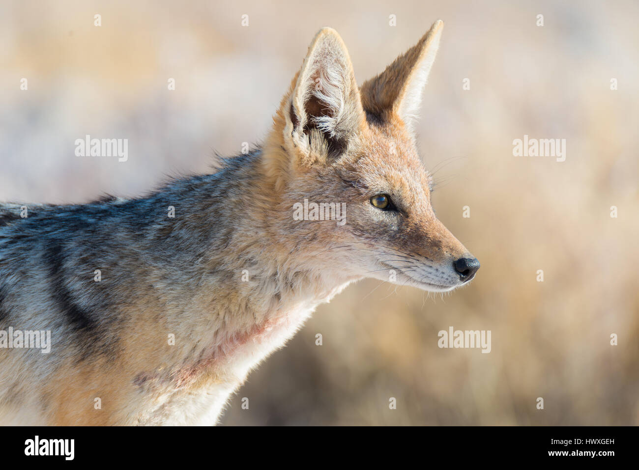 Close up and portrait of a cute Black Backed Jackal walking in the bush ...