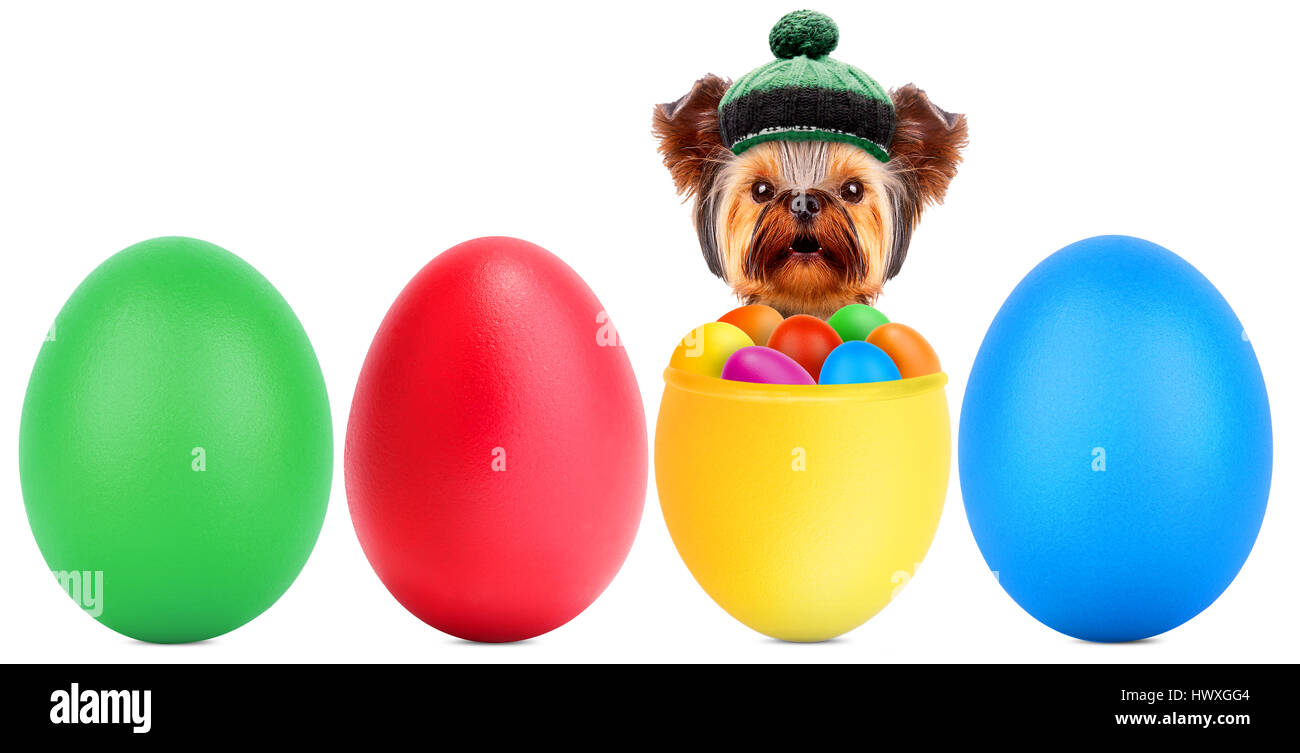 Funny dogs in easter basket with eggs Stock Photo - Alamy